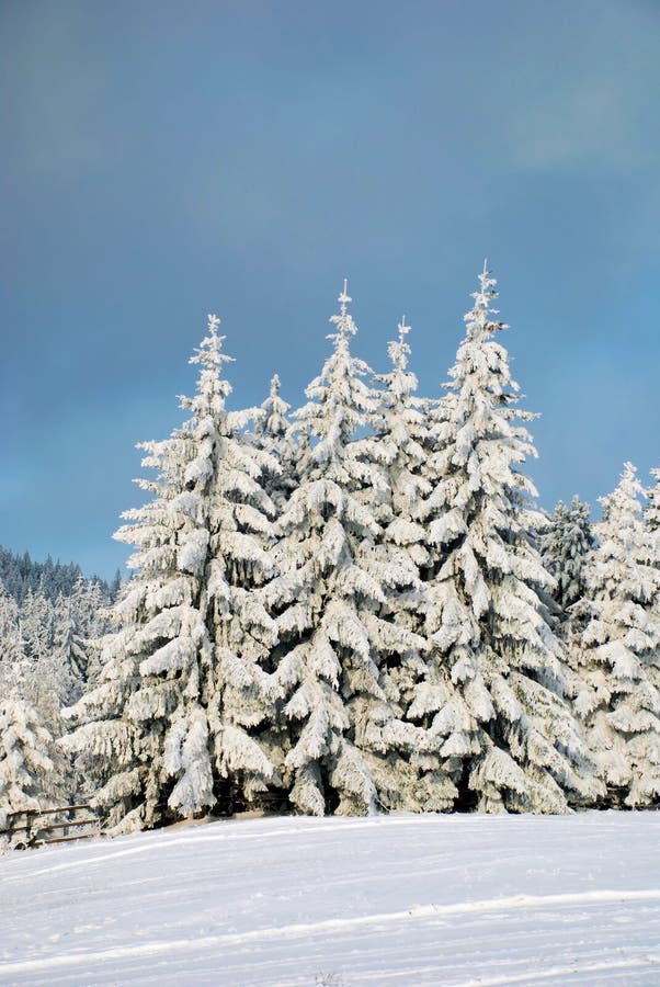 Bomen in de Winter stock foto. Image of tafereel, seizoengebonden ...