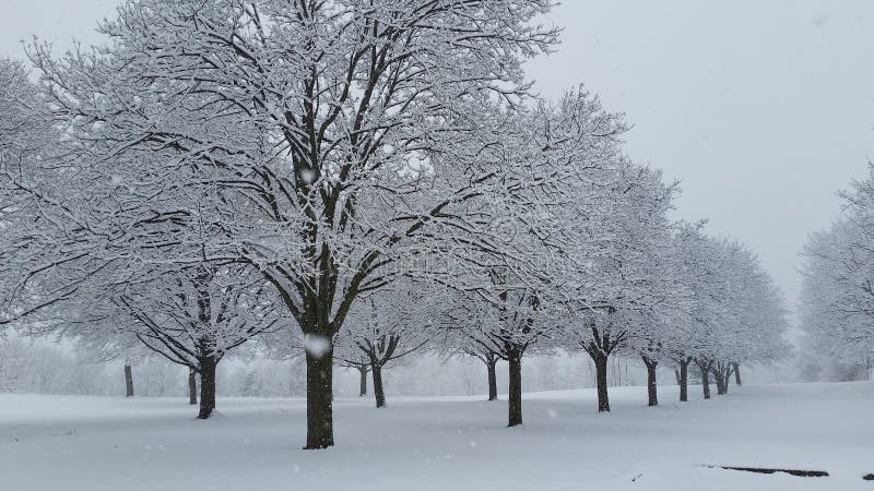 Bomen in De Winter Met Zware Sneeuwval Stock Afbeelding - Image of ...