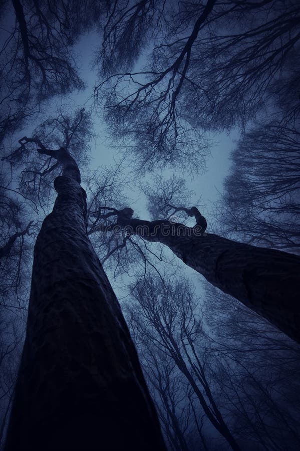 Bomen in Een Donker Eng Bos Bij Nacht Stock Afbeelding - Image of ...