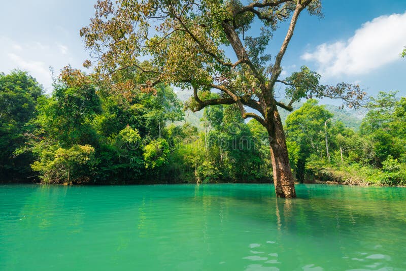 Bomen in het water stock foto. Image of kleur, lelie - 48462990
