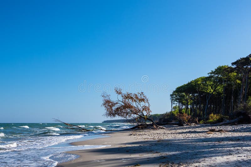 Bomen Op Kust Van De Oostzee Stock Foto - Image of wolken, water: 114397472