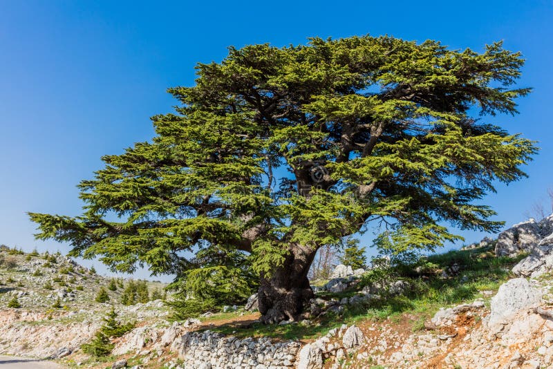 Bomen Van Al Shouf Cedar Nature Reserve Barouk Libanon Stock Foto ...