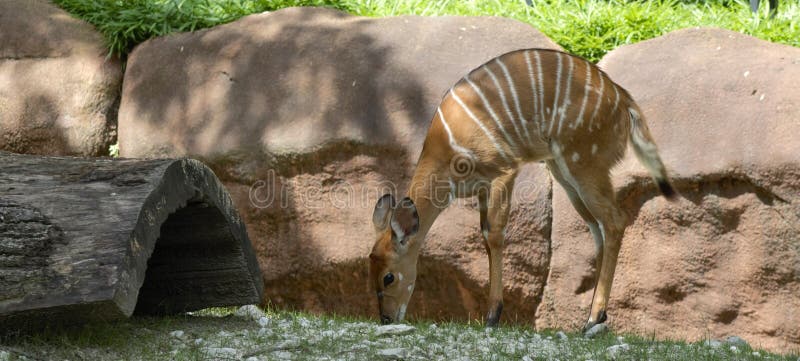 Bongo Anelope Stock Photos - Free & Royalty-Free Stock Photos from ...