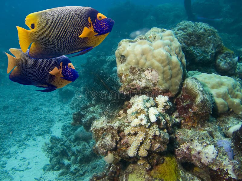 Angelfish stock image. Image of reef, tropical, ocean - 2371627