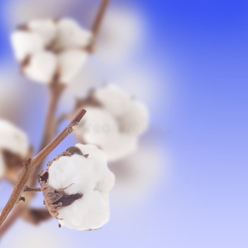 Bomull arkivfoto. Bild av utformning, boll, budgie, jordbruk - 13031414