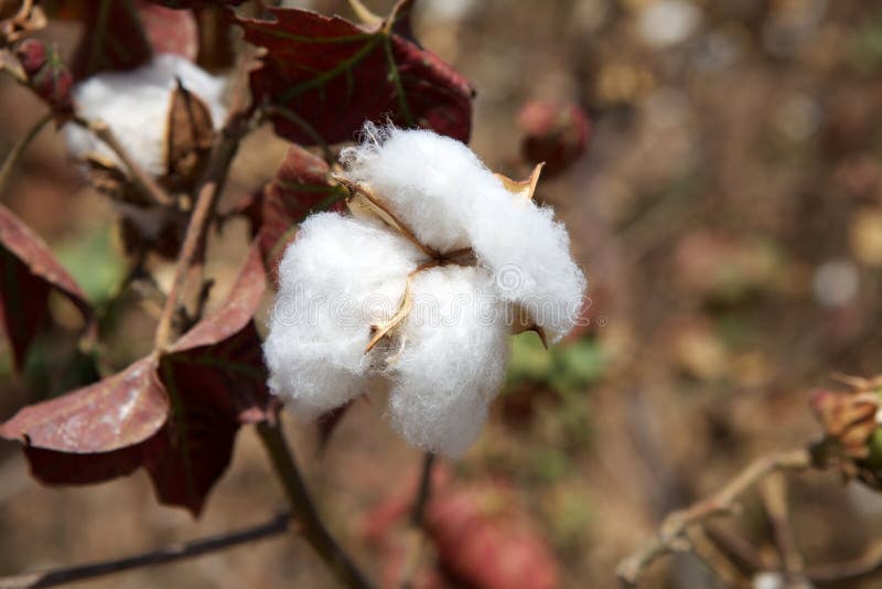 Bomull arkivfoto. Bild av växt, etiopi, vitt, etiopisk - 31372782