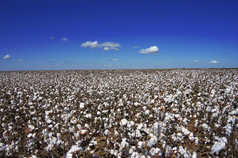 Bomull fotografering för bildbyråer. Bild av fält, vett - 91866939