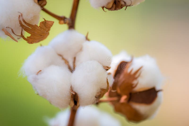 Bomull i natursikt arkivfoto. Bild av utomhus, moget - 127183870