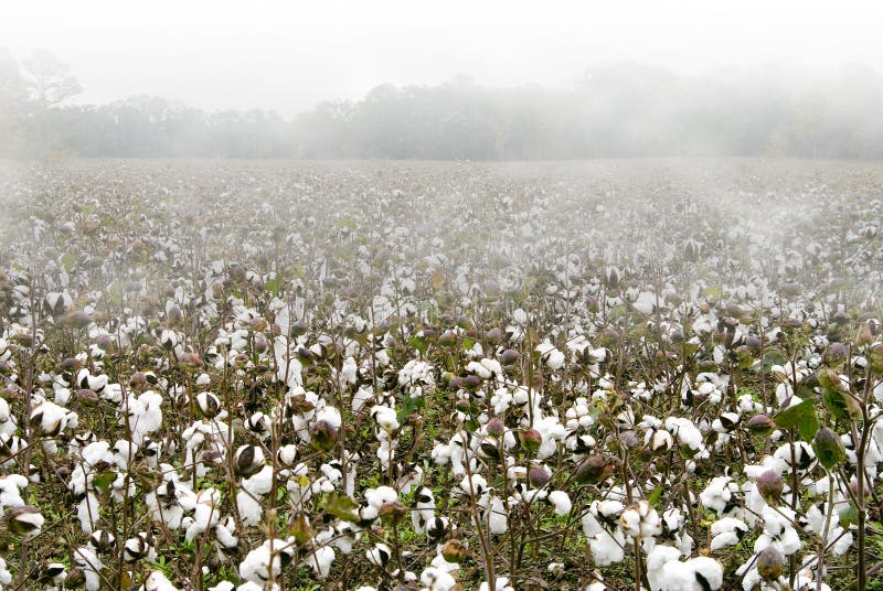 Bomullsfält arkivfoto. Bild av slappt, falla, vitt, avkastning - 11573556