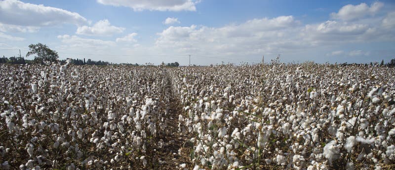 Bomullsfält Israel fotografering för bildbyråer. Bild av jordbruk ...