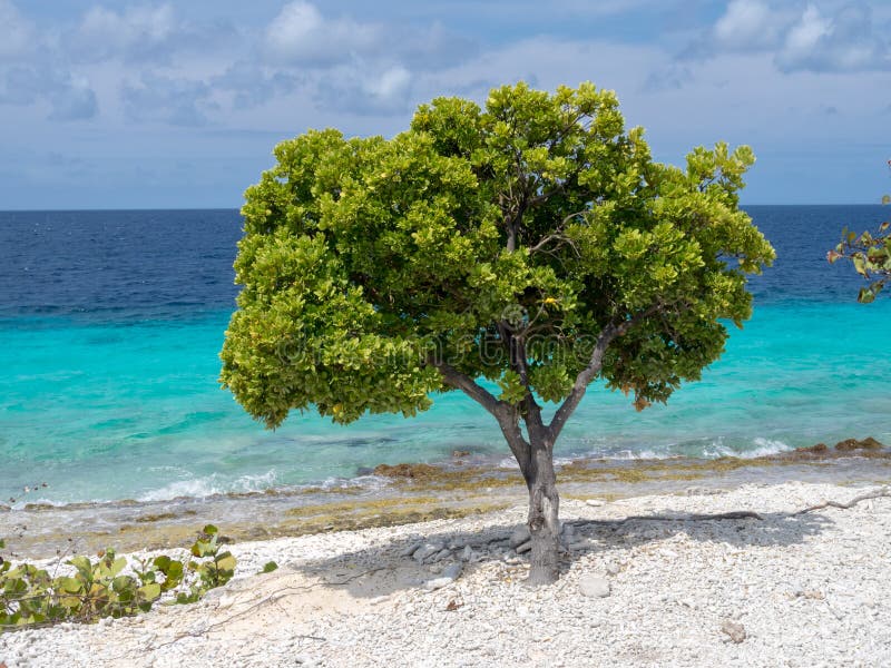 Bonaire Coastline tree stock image. Image of dutch, karpata - 41537625