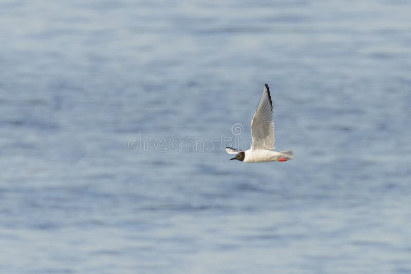 Gull bird perched on rail stock photo. Image of side - 61772330