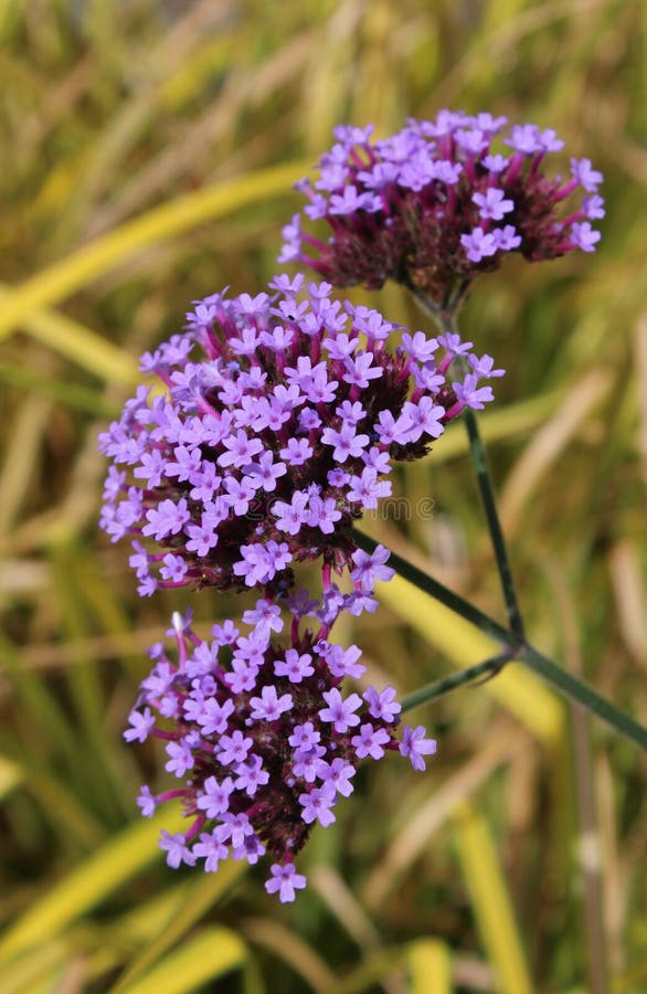 Bonariensis De Verveine, Pourpre Photo stock - Image du fond, fleurs ...
