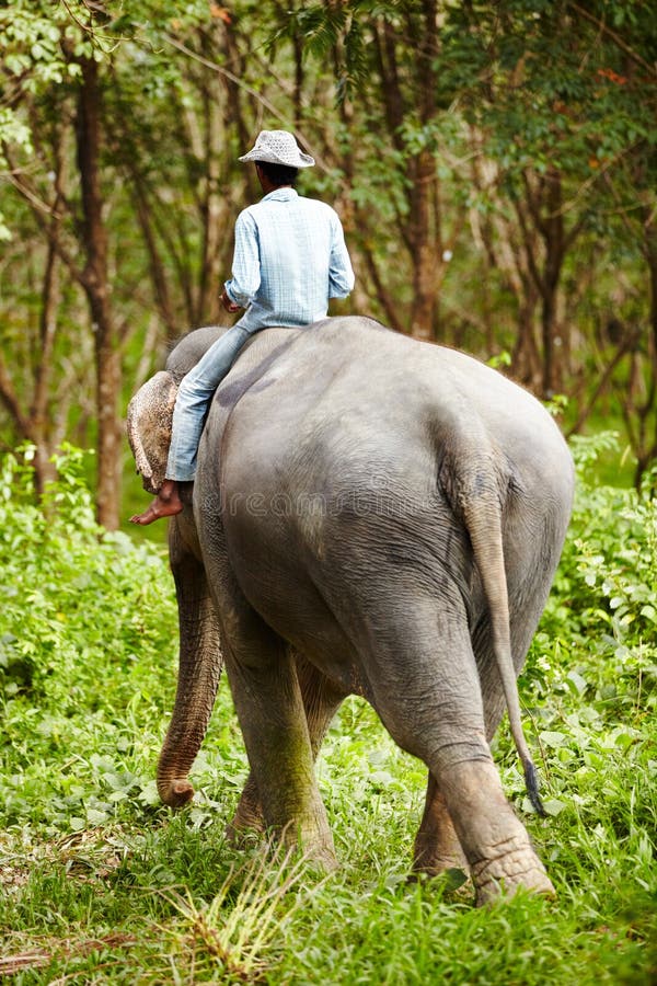 The Bond between Man and Animal. Rearview of a Thai Trainer Riding an ...