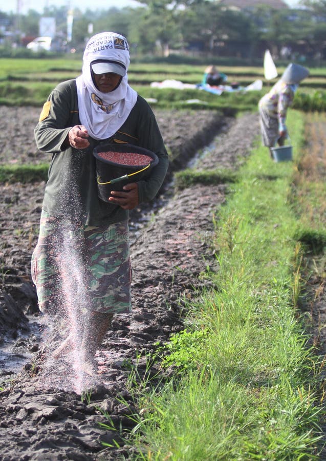 Bonde som kastar ris redaktionell bild. Bild av bonde - 45347181