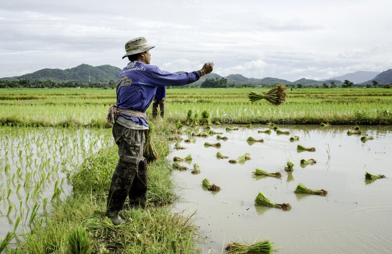 Bonde som kastar ris redaktionell bild. Bild av bonde - 45347181