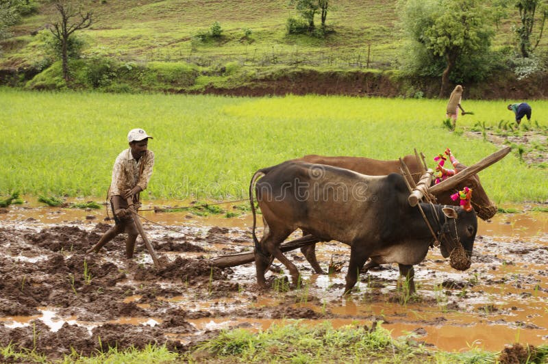 Bonde Som Plogar Ett Fält Genom Att Använda Traditionella Hjälpmedel ...