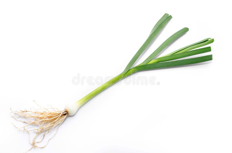 Bonded Spring Onion in Front Stock Photo - Image of wild, vitamin: 41547862