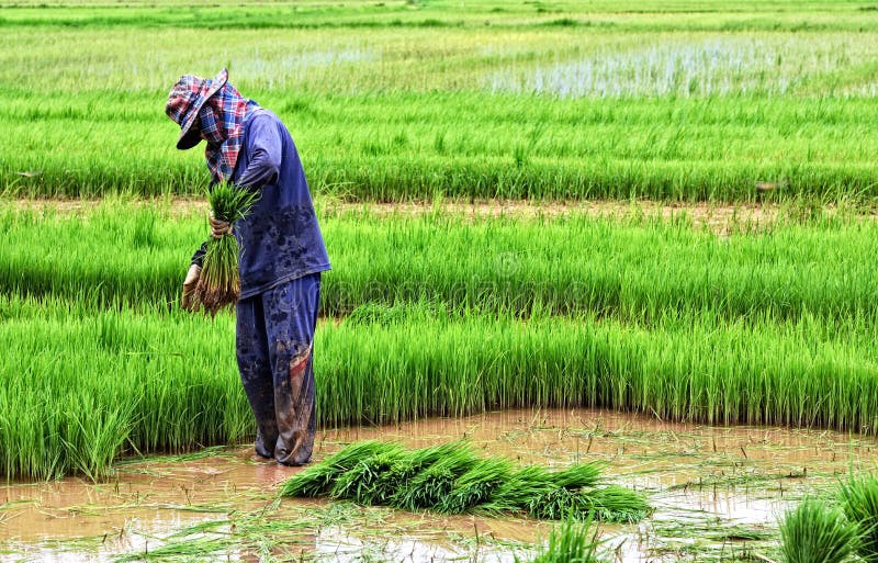 Bonde Som Planterar Utomhus- Ris Redaktionell Fotografering för ...
