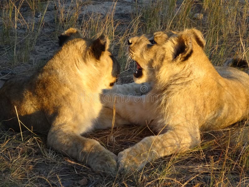 Bonding stock image. Image of playing, zimbabwe, bonding - 62481313