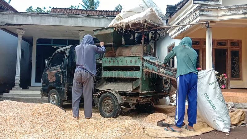 Farm Workers Shell and Thresh Corn from the Cob To the Kernel Using a ...