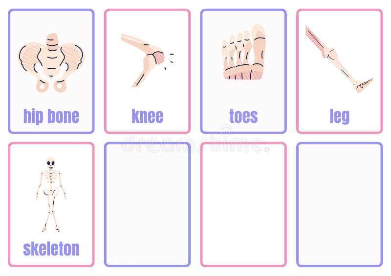 Bone Anatomy Flashcards - 1 Stock Illustration - Illustration of ...