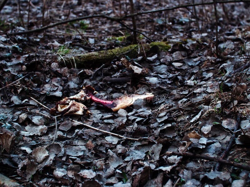 Bone Animal Meat Forest Spring Stock Photos - Free & Royalty-Free Stock ...