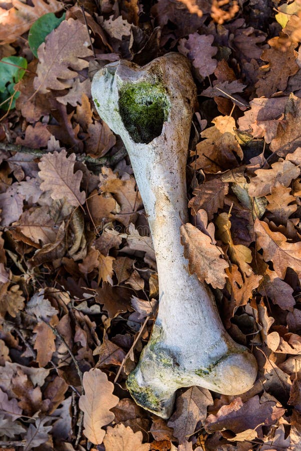 The Bone of an Animal in Nature Stock Photo - Image of broken, death ...