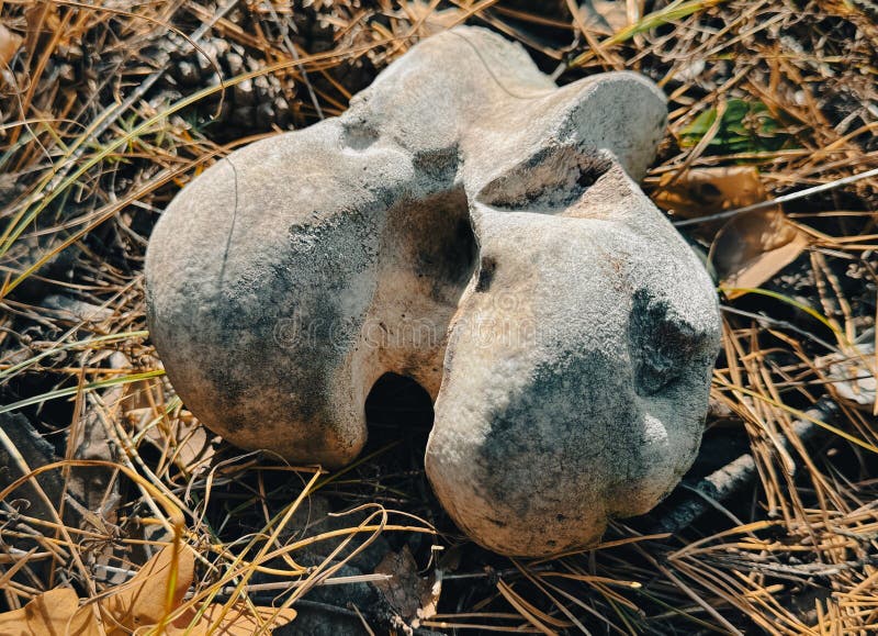 The Bone of the Beast Lies on the Ground Stock Photo - Image of remains ...