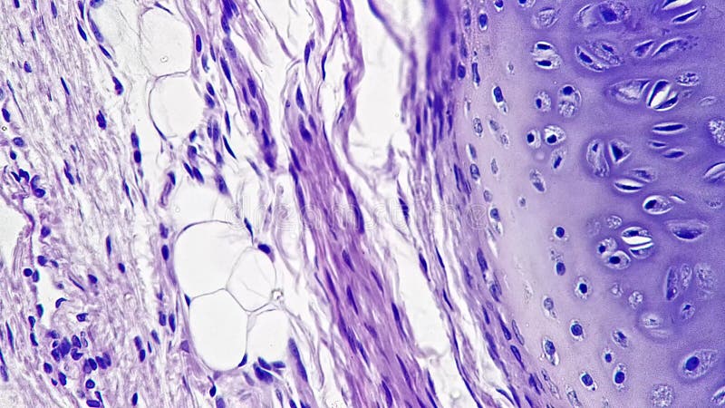 Macro Slide of Bone Cell in Section Under Microscope 100x on Bright ...