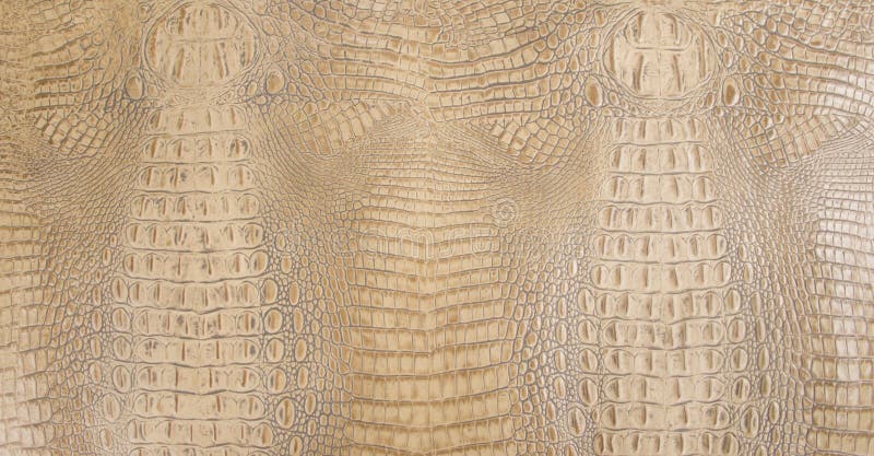 Bone Colored Embossed Gator Back Leather Texture Stock Photo - Image of ...