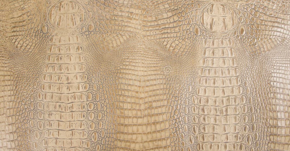 Bone Colored Embossed Gator Back Leather Texture Stock Photo - Image of ...