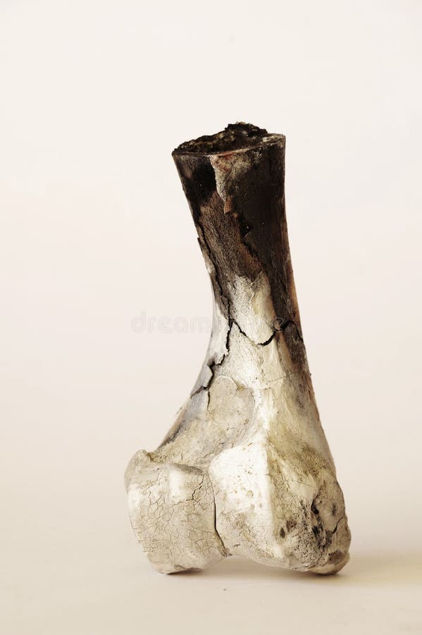 5,169 Bone Fire Stock Photos - Free & Royalty-Free Stock Photos from ...