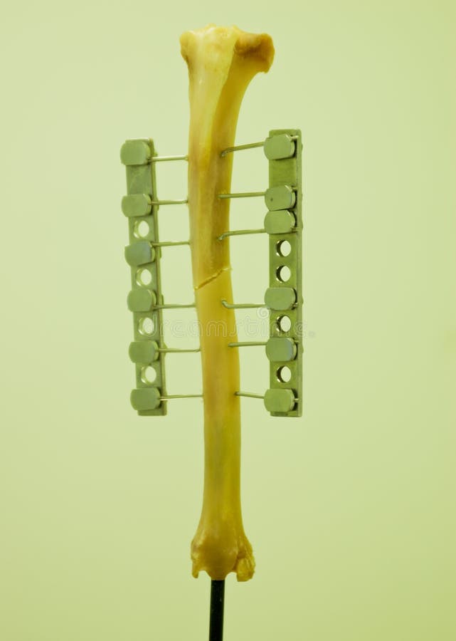 Bone Foto in Some Research Center Lab Stock Image - Image of anatomical ...