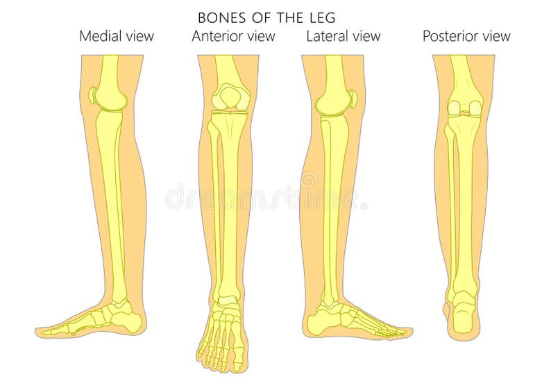 Anatomy Lower Leg Bones Stock Illustrations 527 Anatomy Lower Leg Bones Stock Illustrations