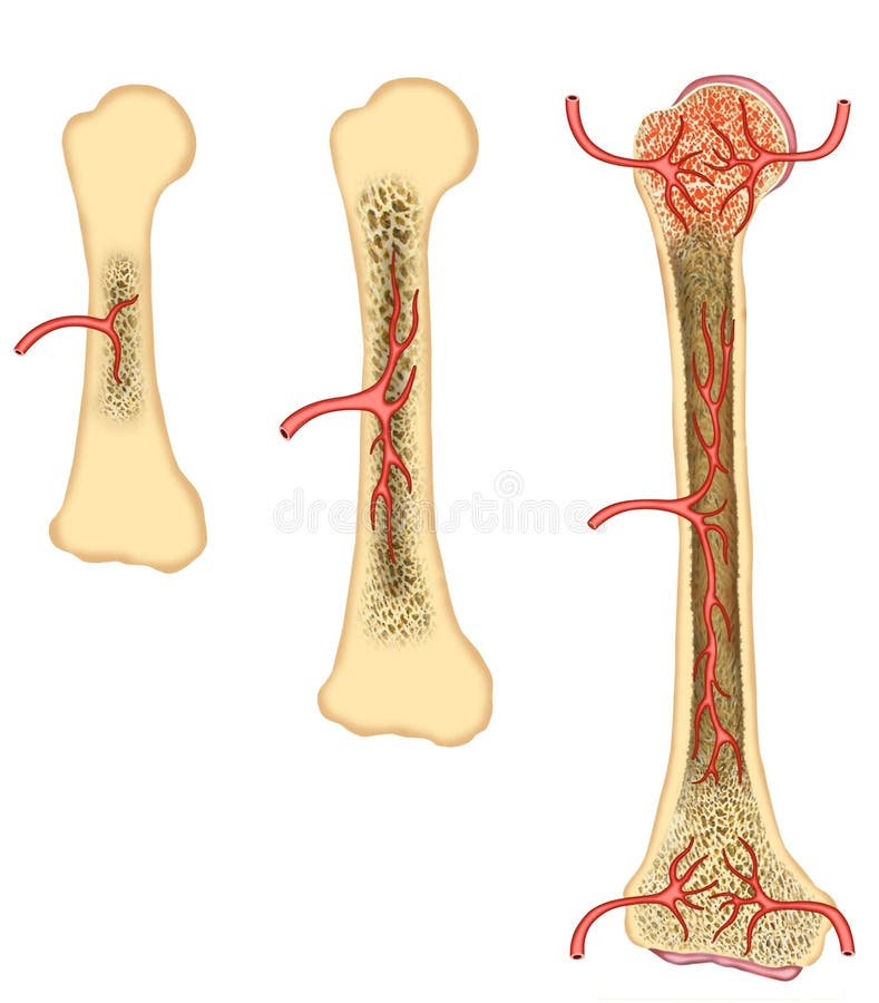 Bone growth stock illustration. Illustration of skeleton - 30487592 Bone growth stock illustration. Illustration of skeleton - 30487592