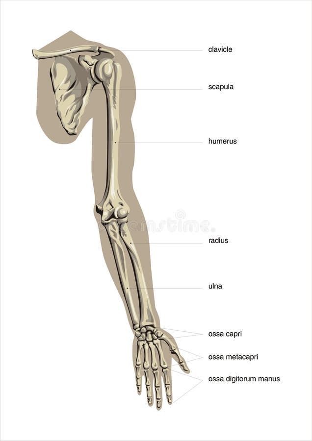 Skeleton Hand Pointing - with Clipping Path Stock Illustration ...