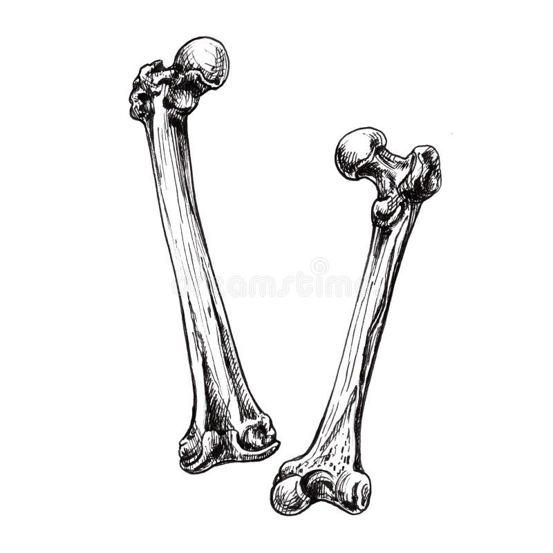 455_bone, Human Thigh Thigh, Back View, Front View Stock Illustration ...