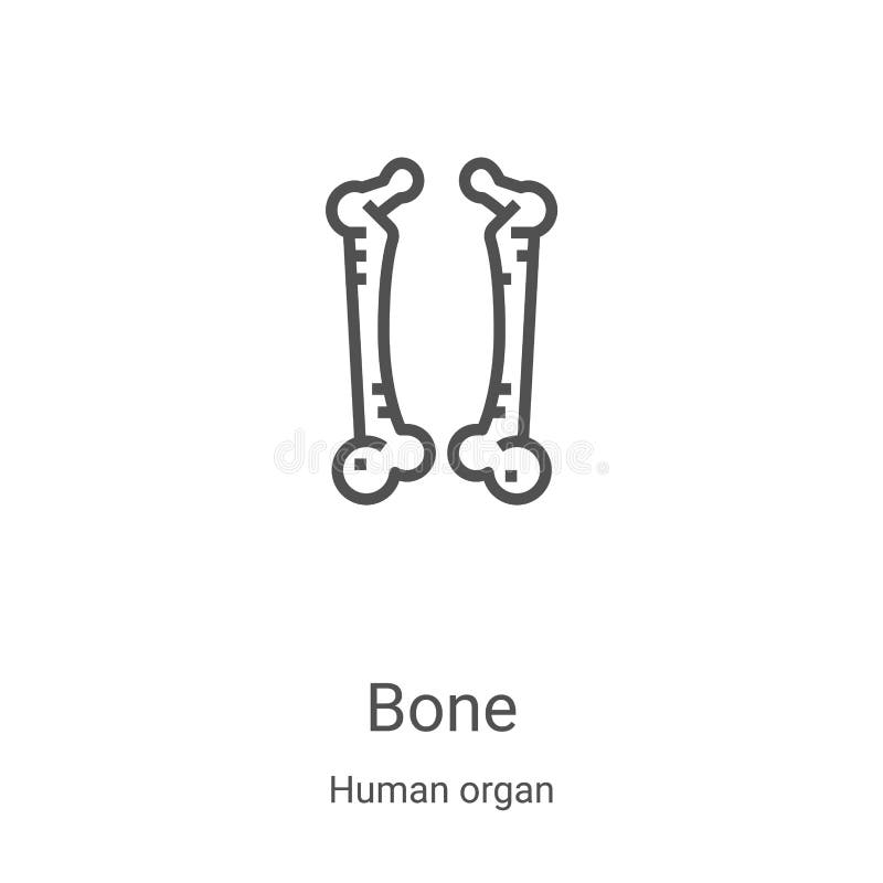 Bone Icon Vector from Anatomy Collection. Thin Line Bone Outline Icon ...