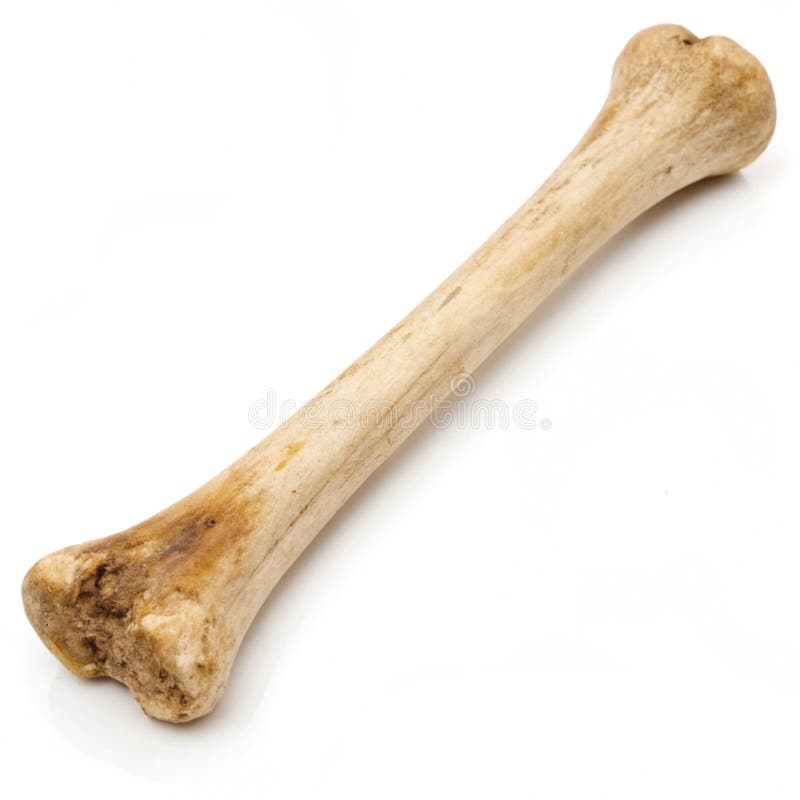 Bone Fragment Stock Illustrations – 271 Bone Fragment Stock ...