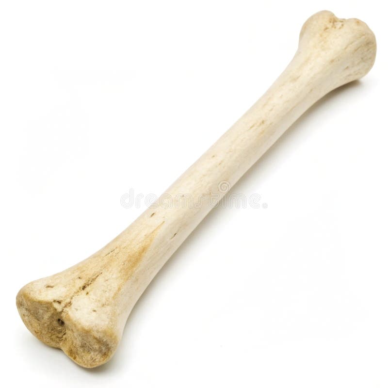 Bone Fragment Stock Illustrations – 271 Bone Fragment Stock ...