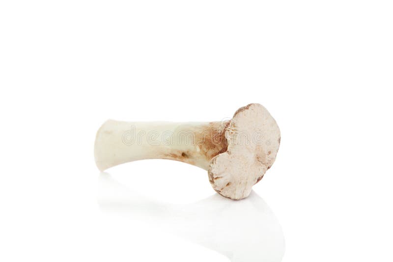 Dog and Bone Isolated on White Background Stock Photo - Image of bone ...