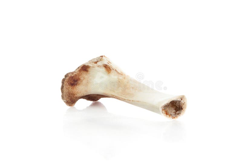 Bone Isolated on White Background Animal Food Stock Photo - Image of ...
