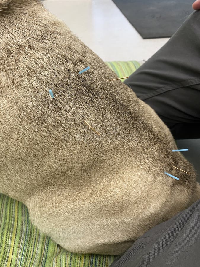 Bone and Joint Problems in Dogs. Osteoarthritis in Dogs Stock Photo ...