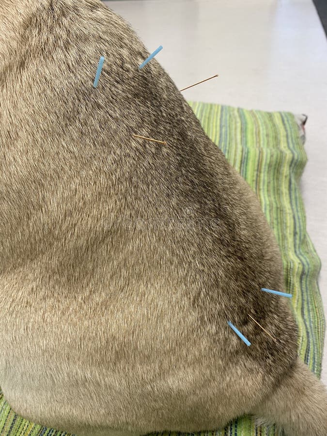 Bone and Joint Problems in Dogs. Osteoarthritis in Dogs Stock Image ...