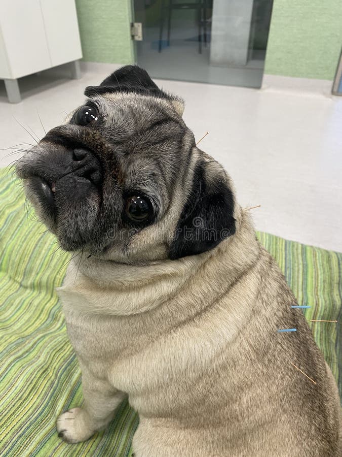 Bone and Joint Problems in Dogs. Osteoarthritis in Dogs Stock Image ...