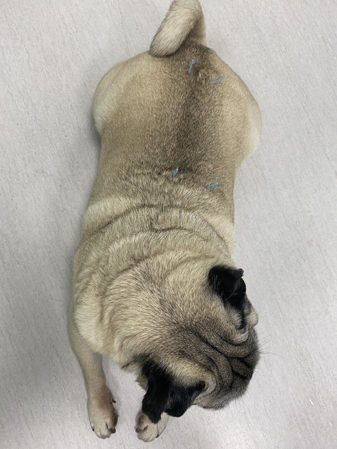 Bone and Joint Problems in Dogs. Osteoarthritis in Dogs Stock Image ...