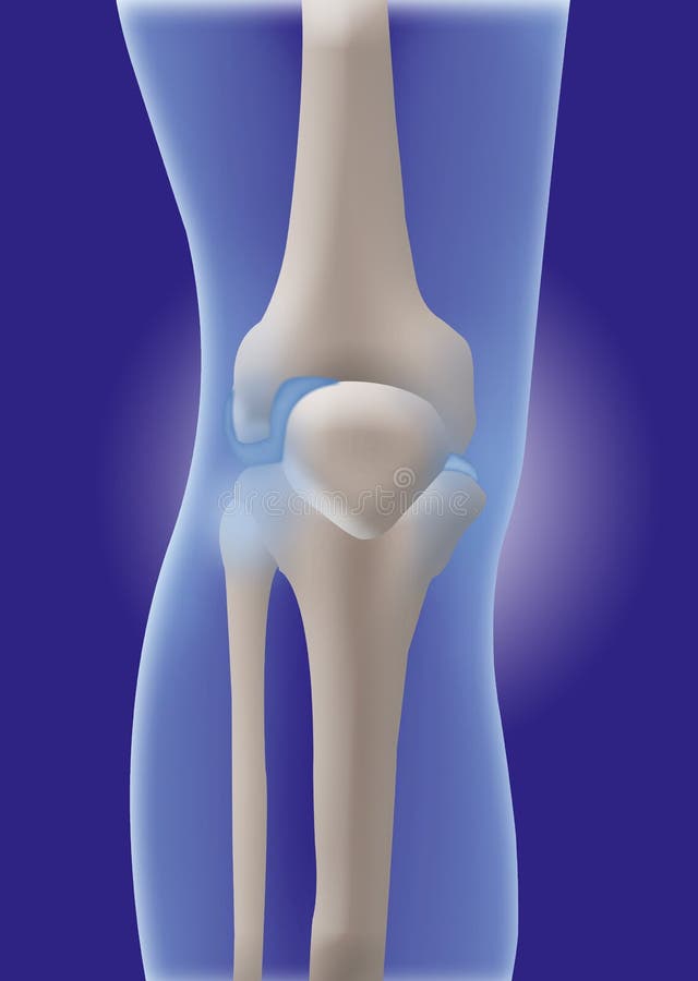 Bone knee stock illustration. Illustration of compact - 7601475