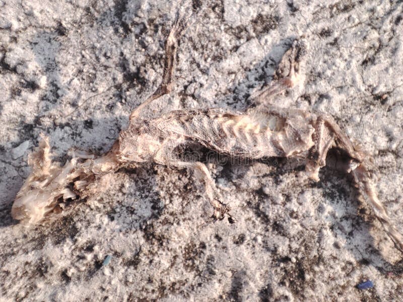 Bone lizard in the rock stock photo. Image of rock, bones - 222974512