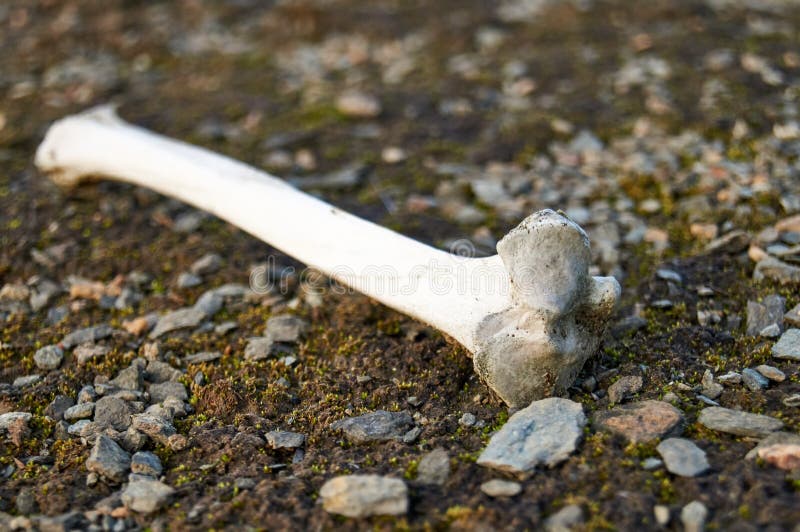 Bone Lying on the Ground Covered with Moss Stock Photo - Image of white ...